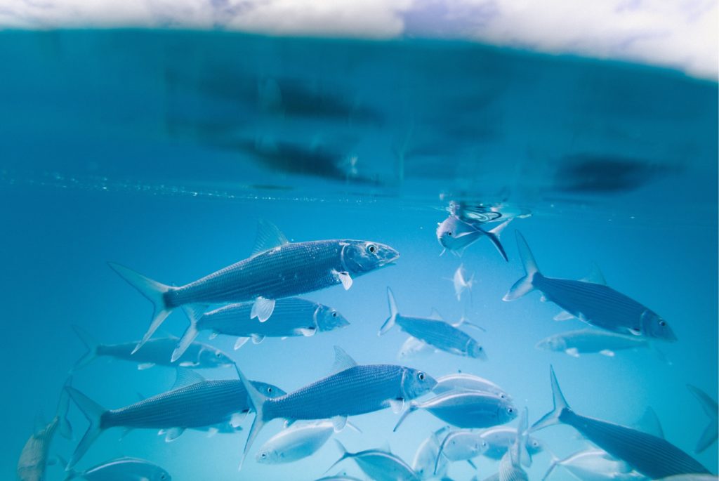 The Future of Marine Fisheries under Climate Change: Nereus at the 7th ...