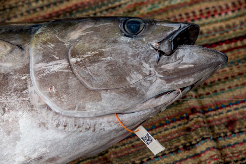 Know Your Tuna - Nereus Program - The Nippon Foundation
